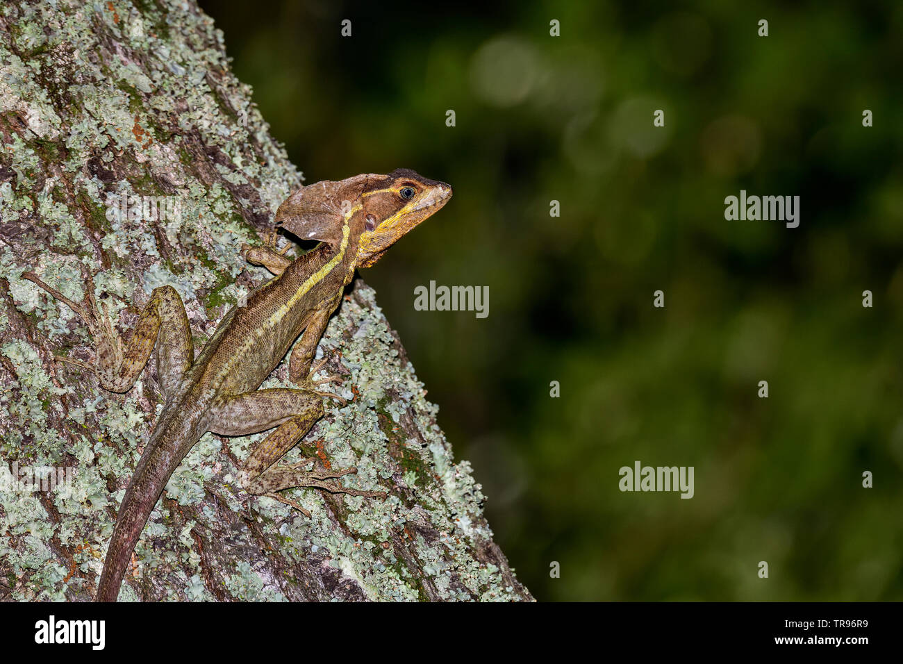 Brown basilisk lizard common hi-res stock photography and images - Alamy
