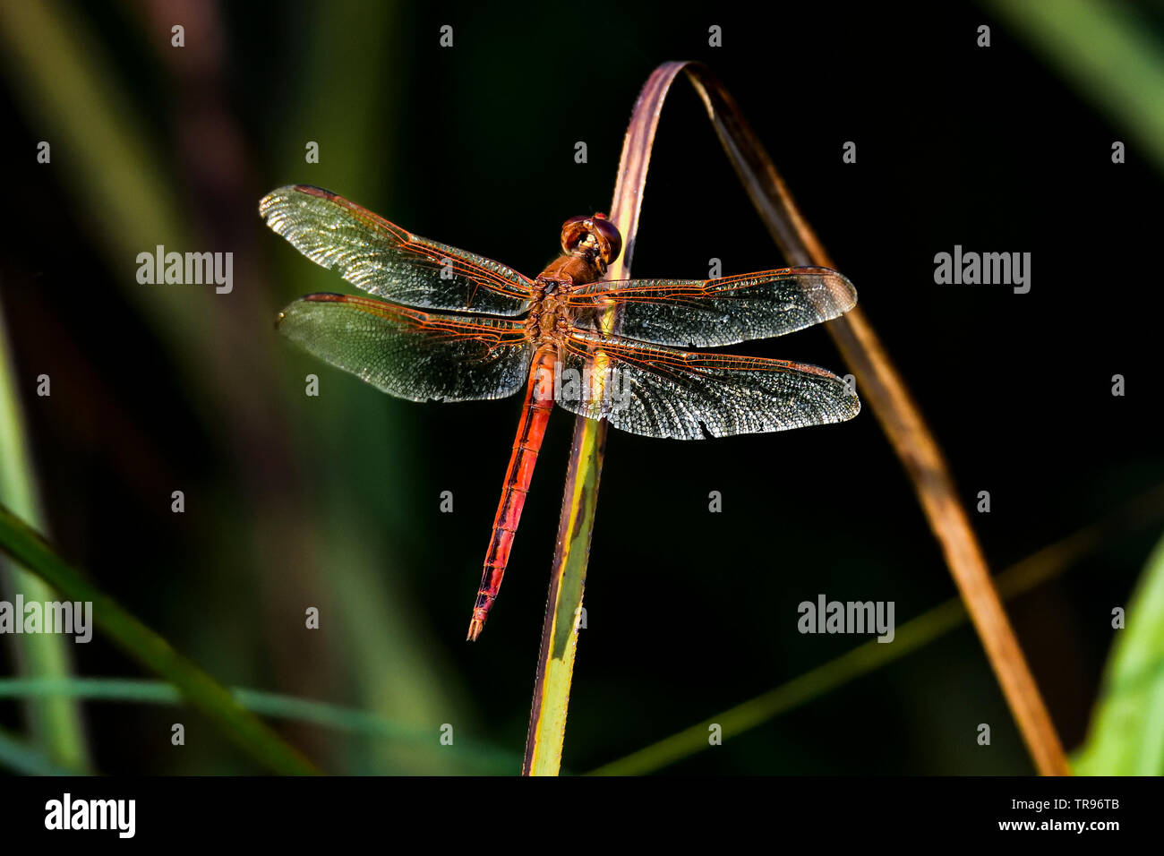 Red skimmer dragonfly hi-res stock photography and images - Alamy