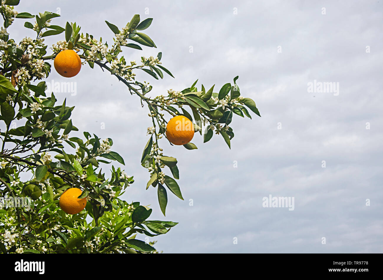 Closeup citrus sinensis tree hi-res stock photography and images - Alamy