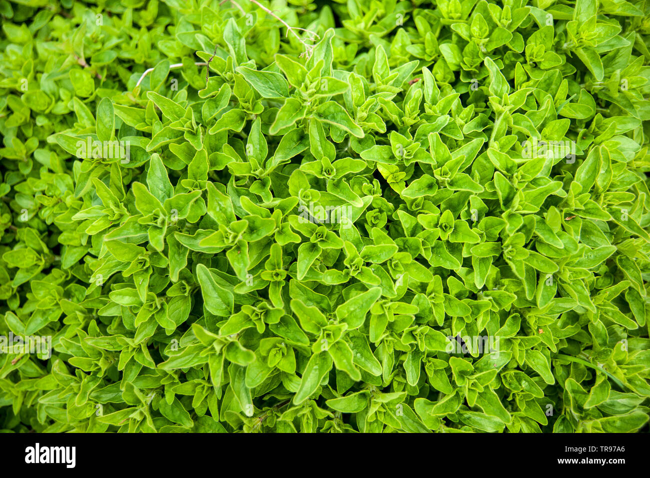 Close up healthy oregano plant hi-res stock photography and images - Alamy