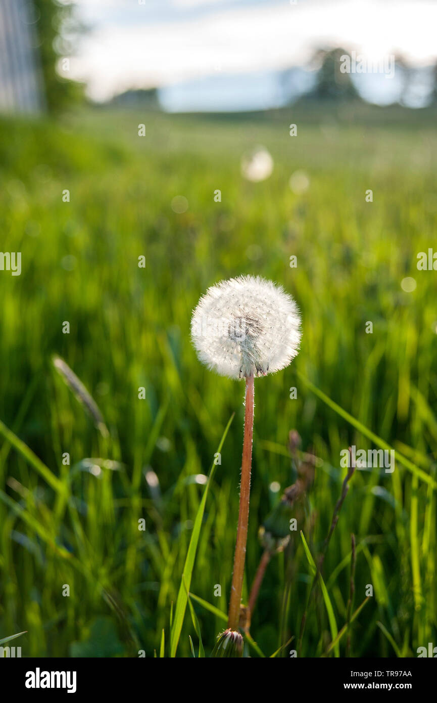Pusteblume hi-res stock photography and images - Alamy