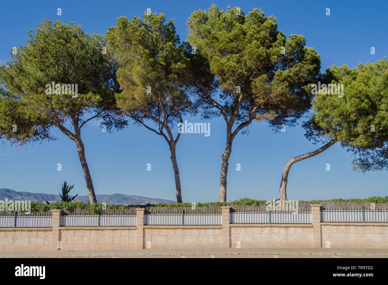 Four line tree facing a blue sky and mountains on the island of Palma ...