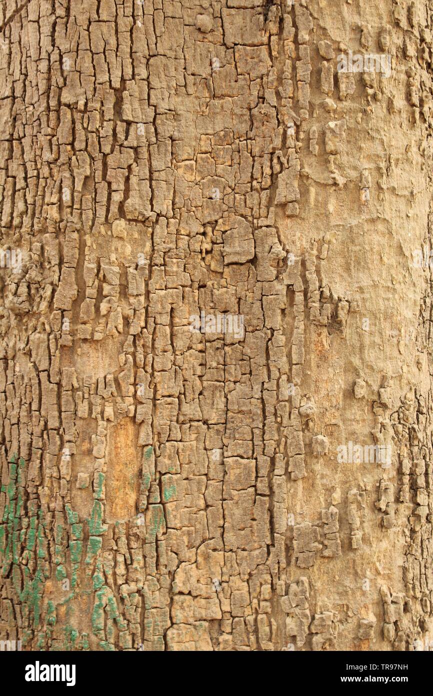 Mast tree bark texture hi-res stock photography and images - Alamy