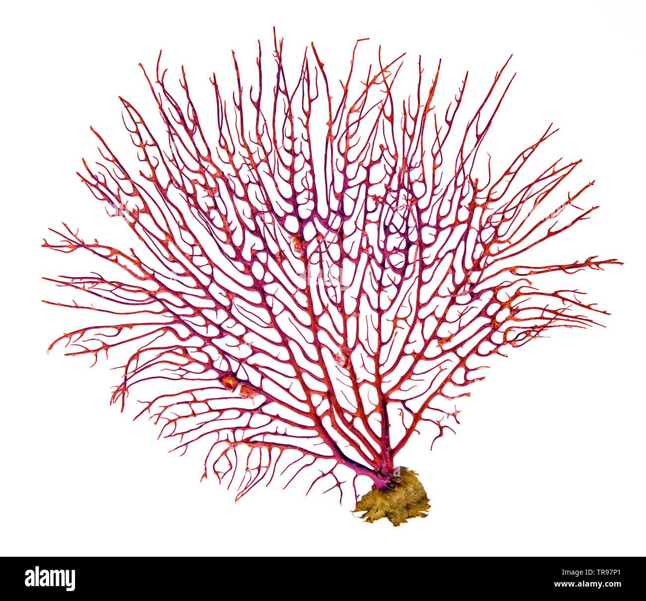 coral isolated on white background Stock Photo - Alamy