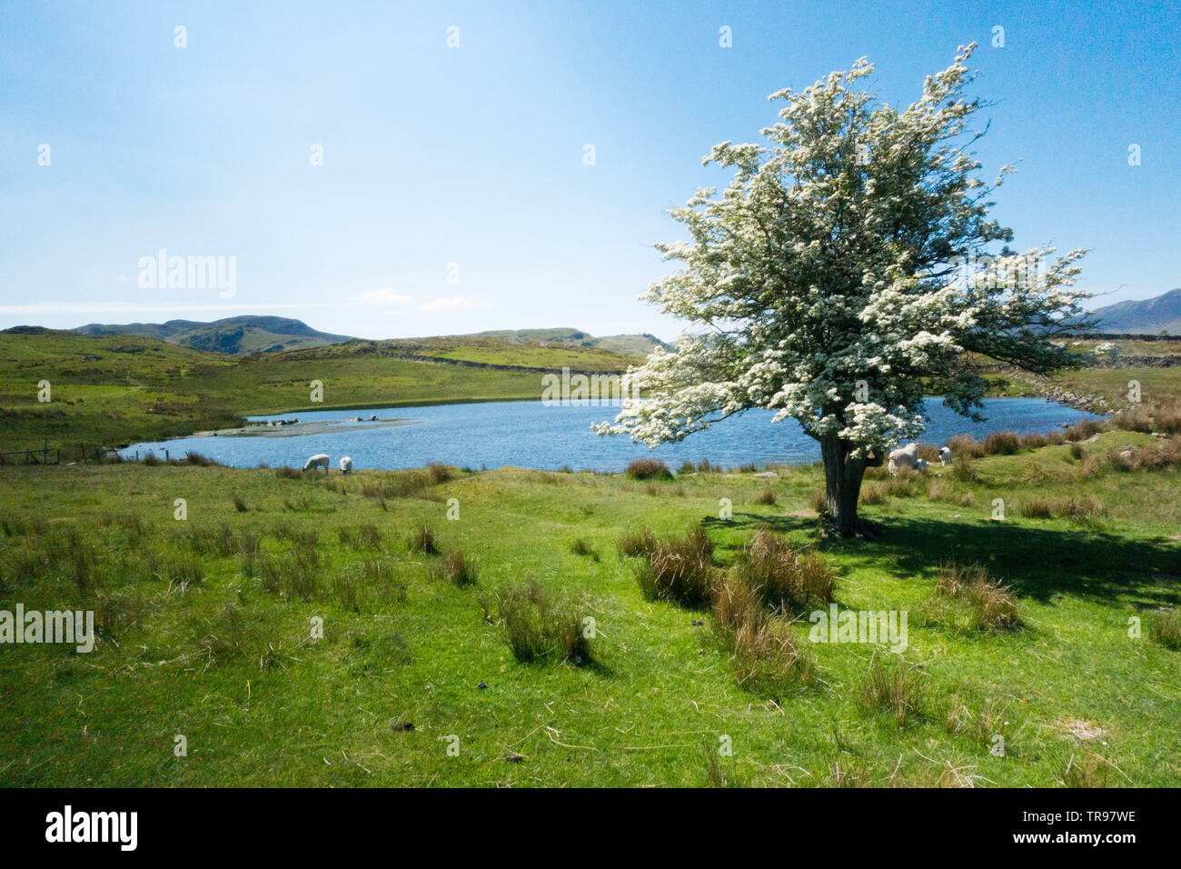 A lone hawthorn tree covered in May blossom stands beside Tewet Tarn in ...