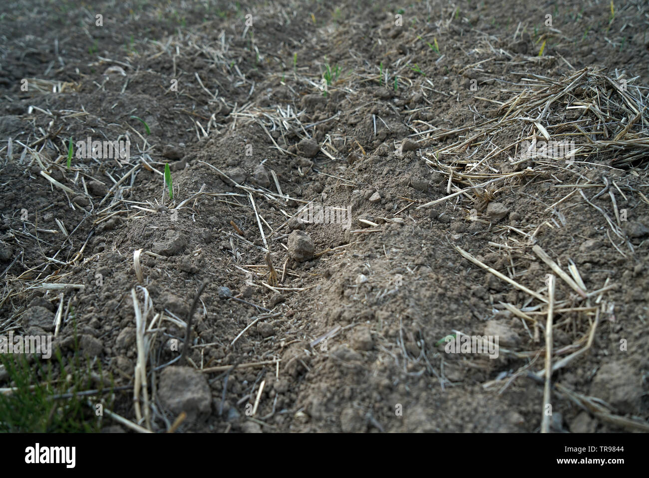 Lack of rainfall and climate change lead to dryness and drought at high ...