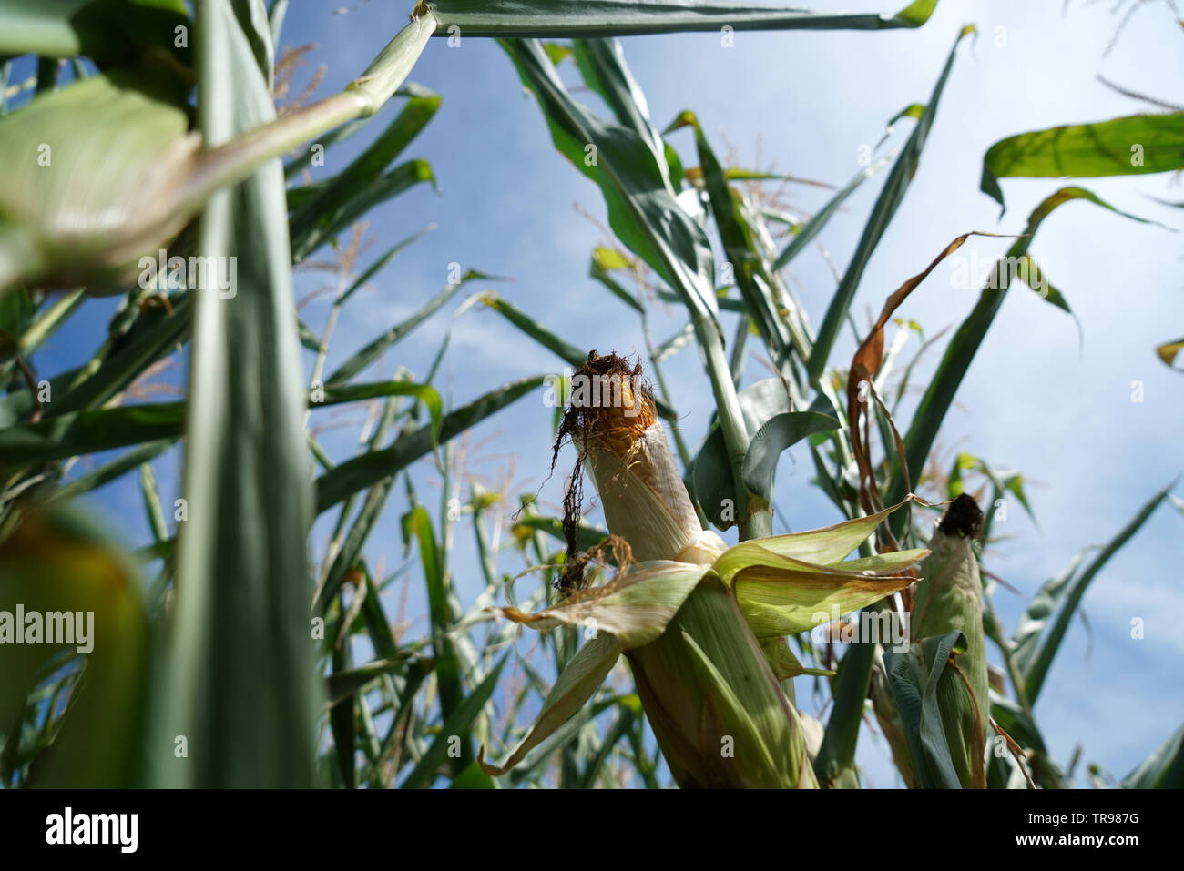 Lack of rainfall and climate change lead to dryness and drought at high ...