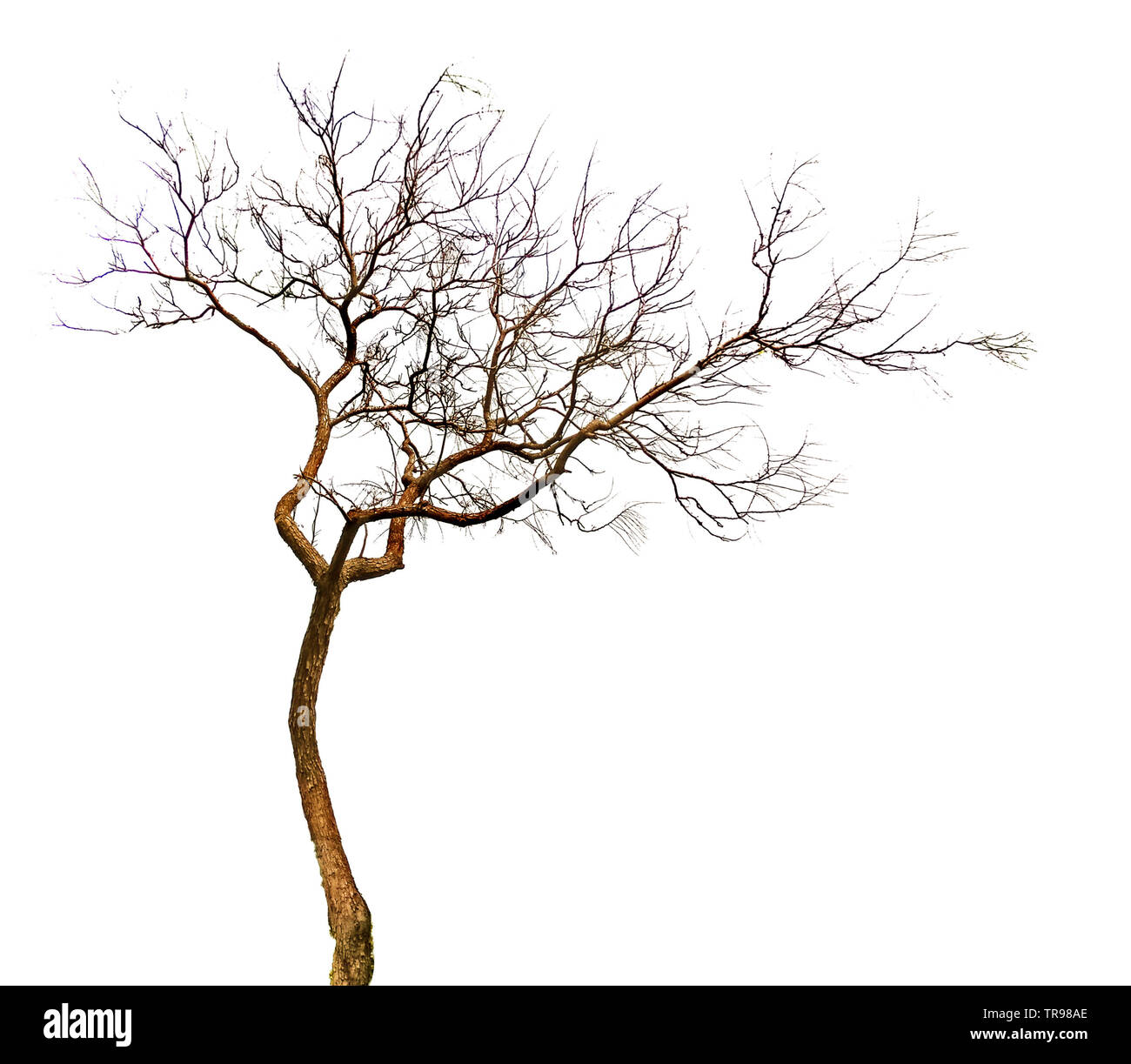 Dry tree isolated on white background Stock Photo - Alamy