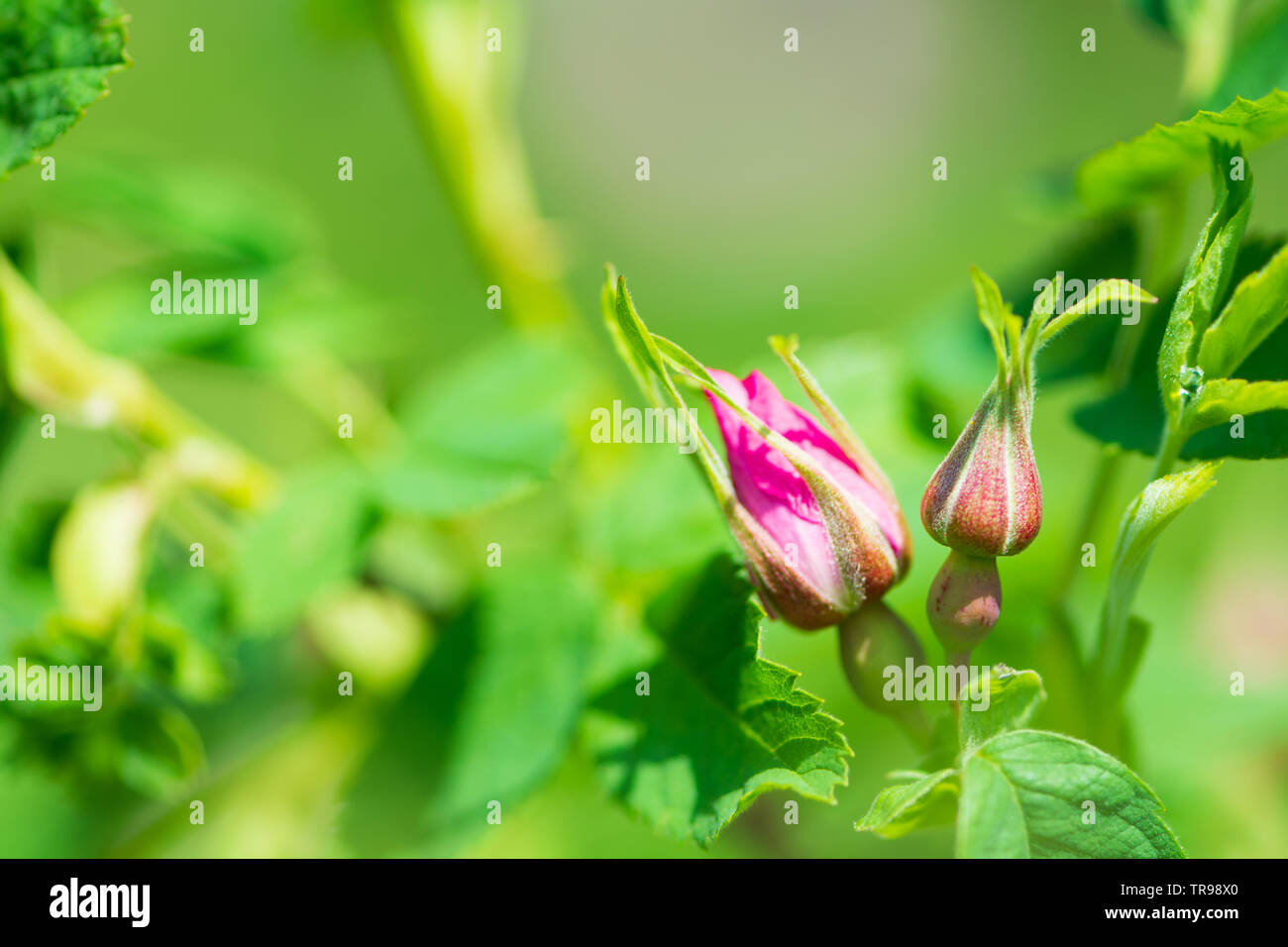 Pink wild rose buds (dog rose, rosa canina) on sky background. Spring ...