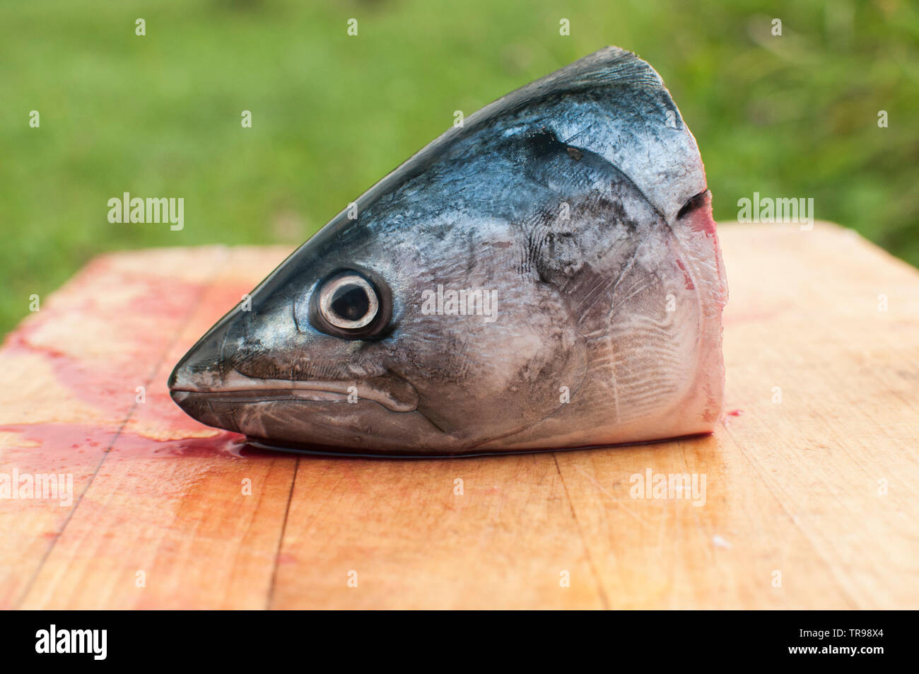 Cut head of raw mackerel fish with blood on wooden board surface ...