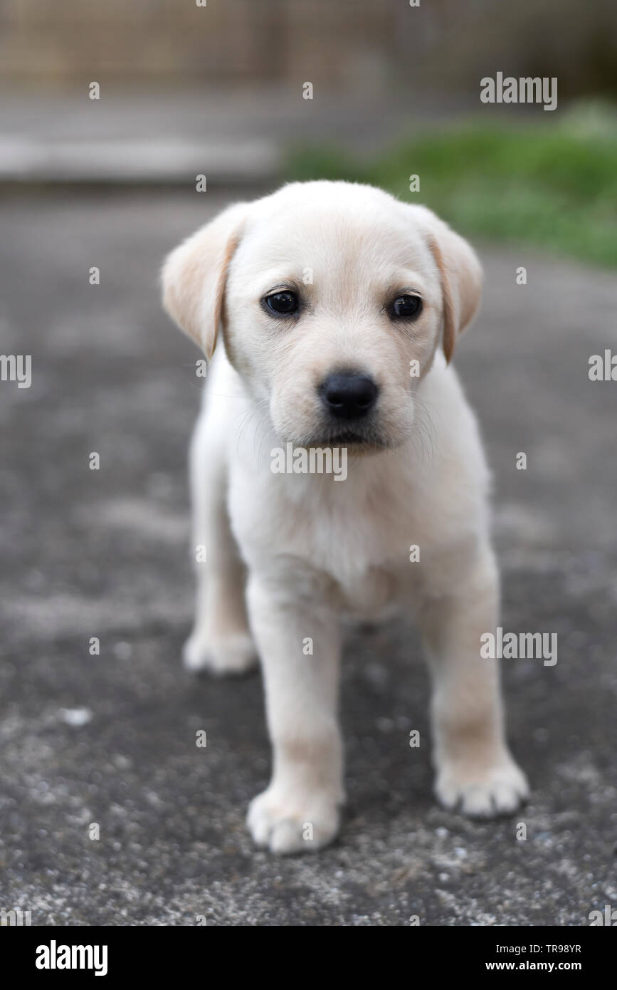 Labrador retriever puppy in the yard, close up photo Stock Photo - Alamy