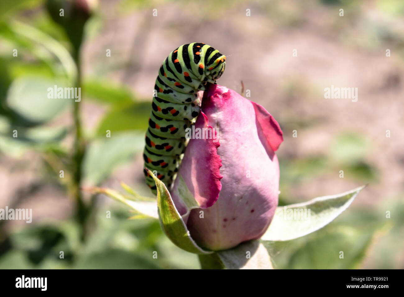 Caterpillar flower pink hi-res stock photography and images - Alamy