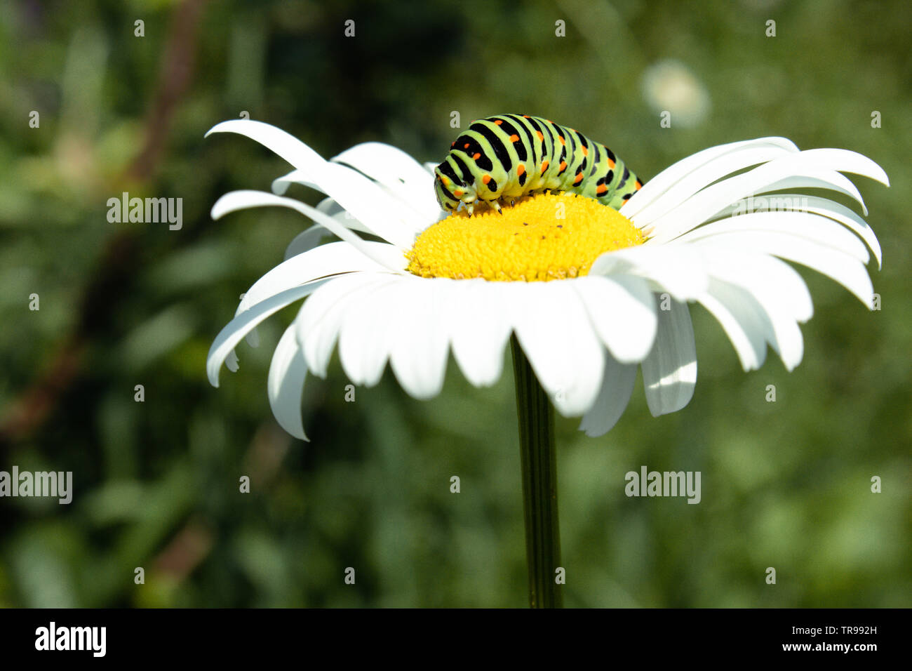 Caterpillar on daisy hi-res stock photography and images - Alamy
