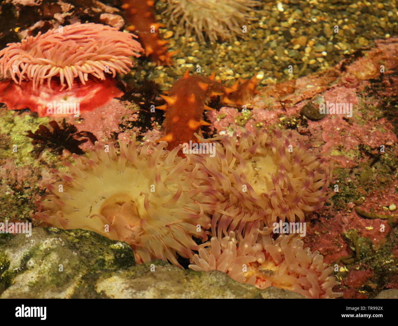 Sea anemone on sea floor hi-res stock photography and images - Alamy