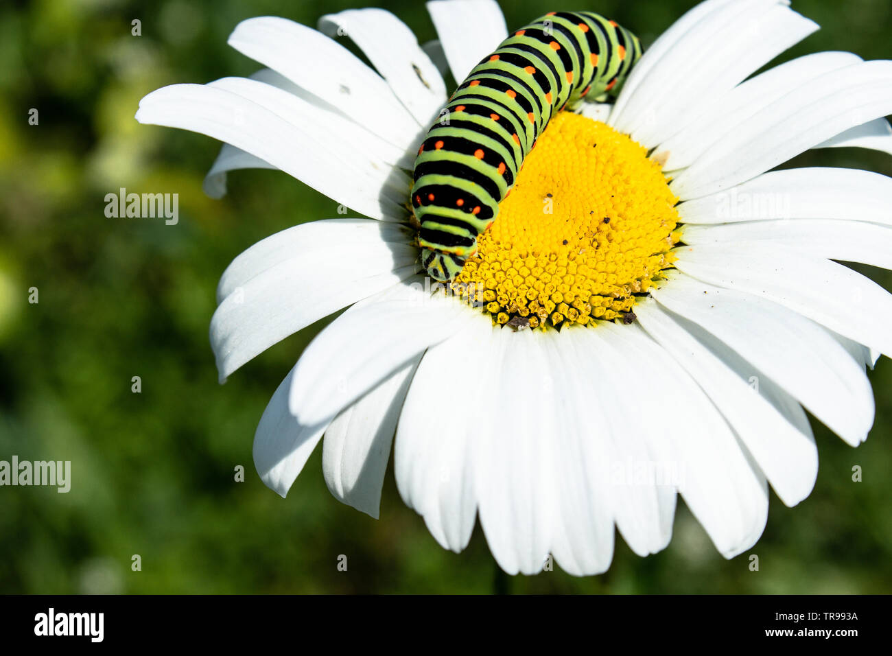 green caterpillar on a white daisy. Close-up Stock Photo - Alamy