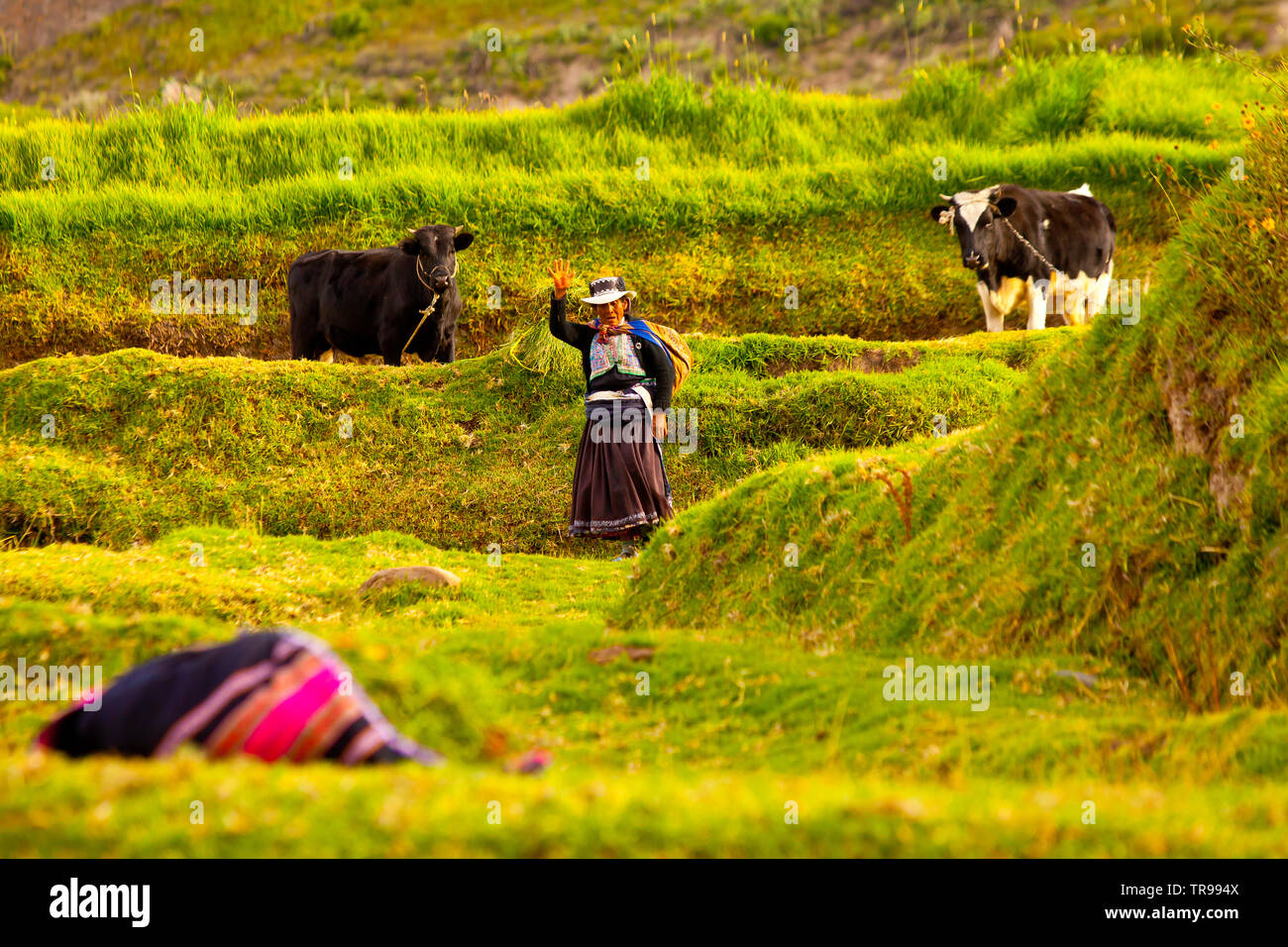 Female worker at Colca Canyon Peru Stock Photo - Alamy