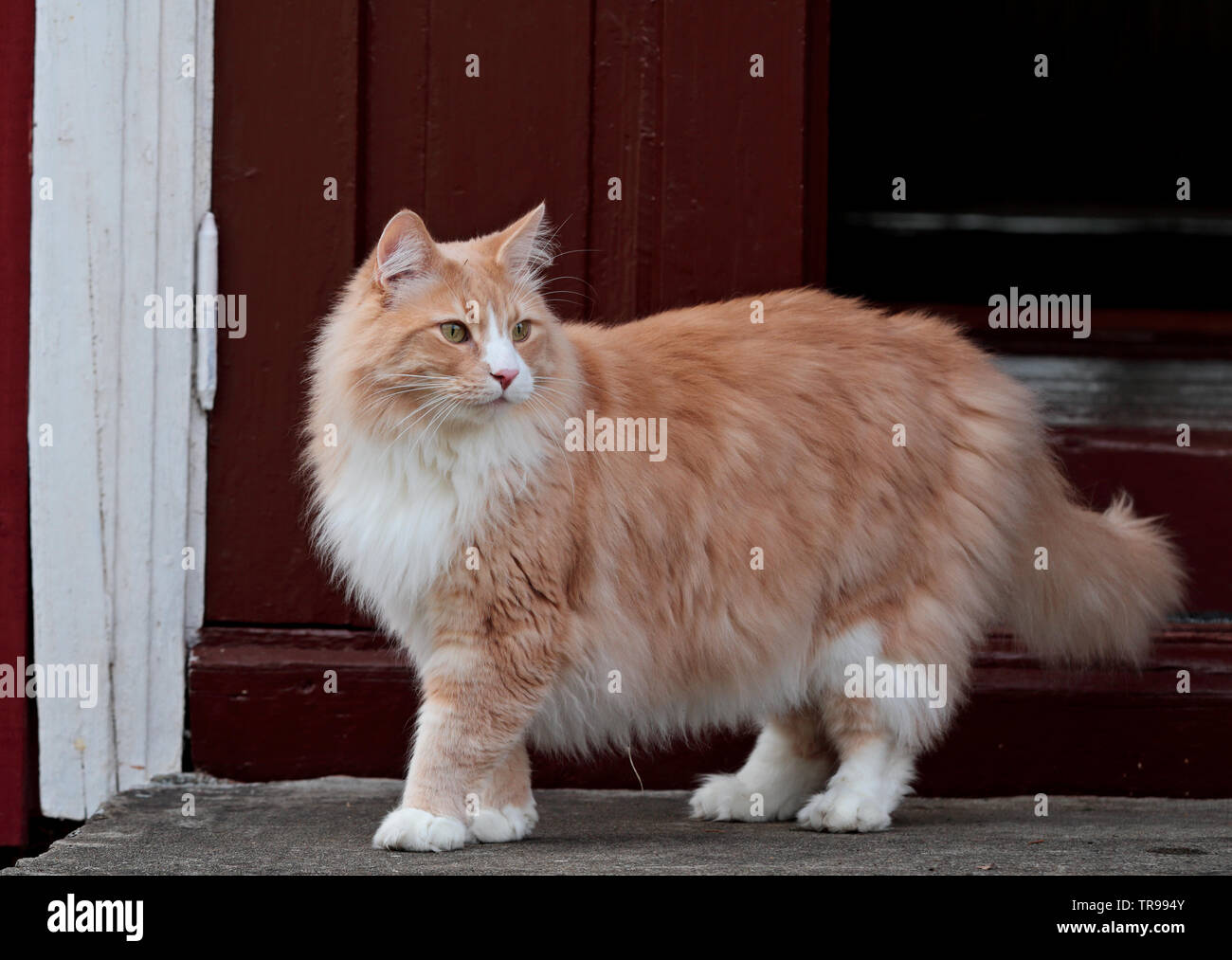 Red Norwegian Forest Cat