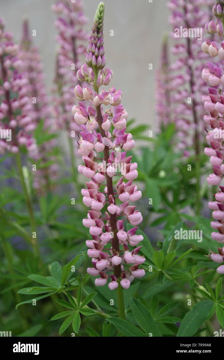 Lupine flower bud bloom hi-res stock photography and images - Alamy