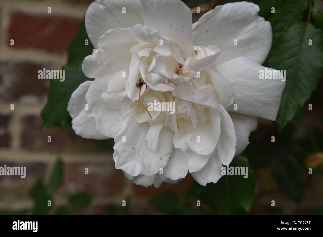 White rose in cottage garden Stock Photo - Alamy