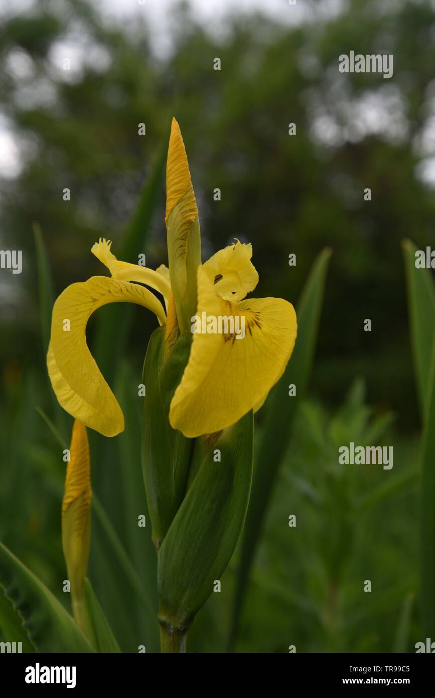 Garden pond uk water iris hi-res stock photography and images - Alamy