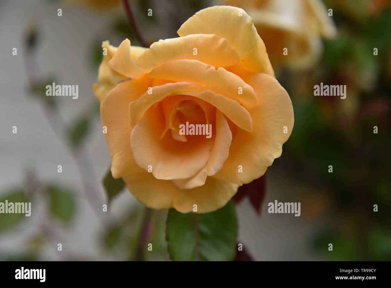 Peach colour hi-res stock photography and images - Alamy