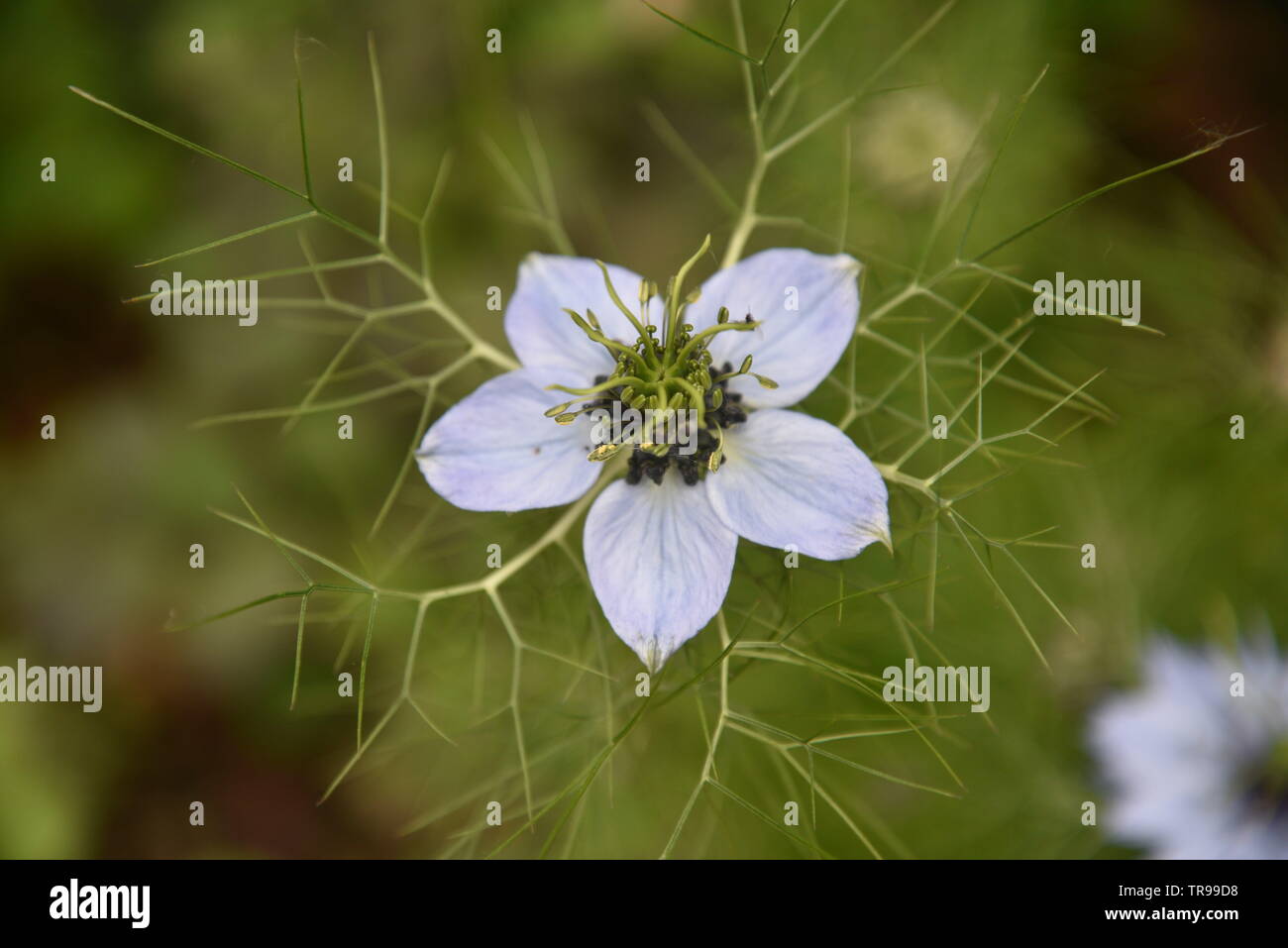 Wildflowers in the mist hi-res stock photography and images - Alamy