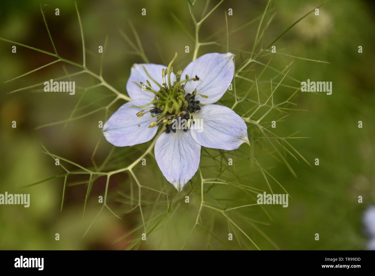 Flora in the mist hi-res stock photography and images - Alamy