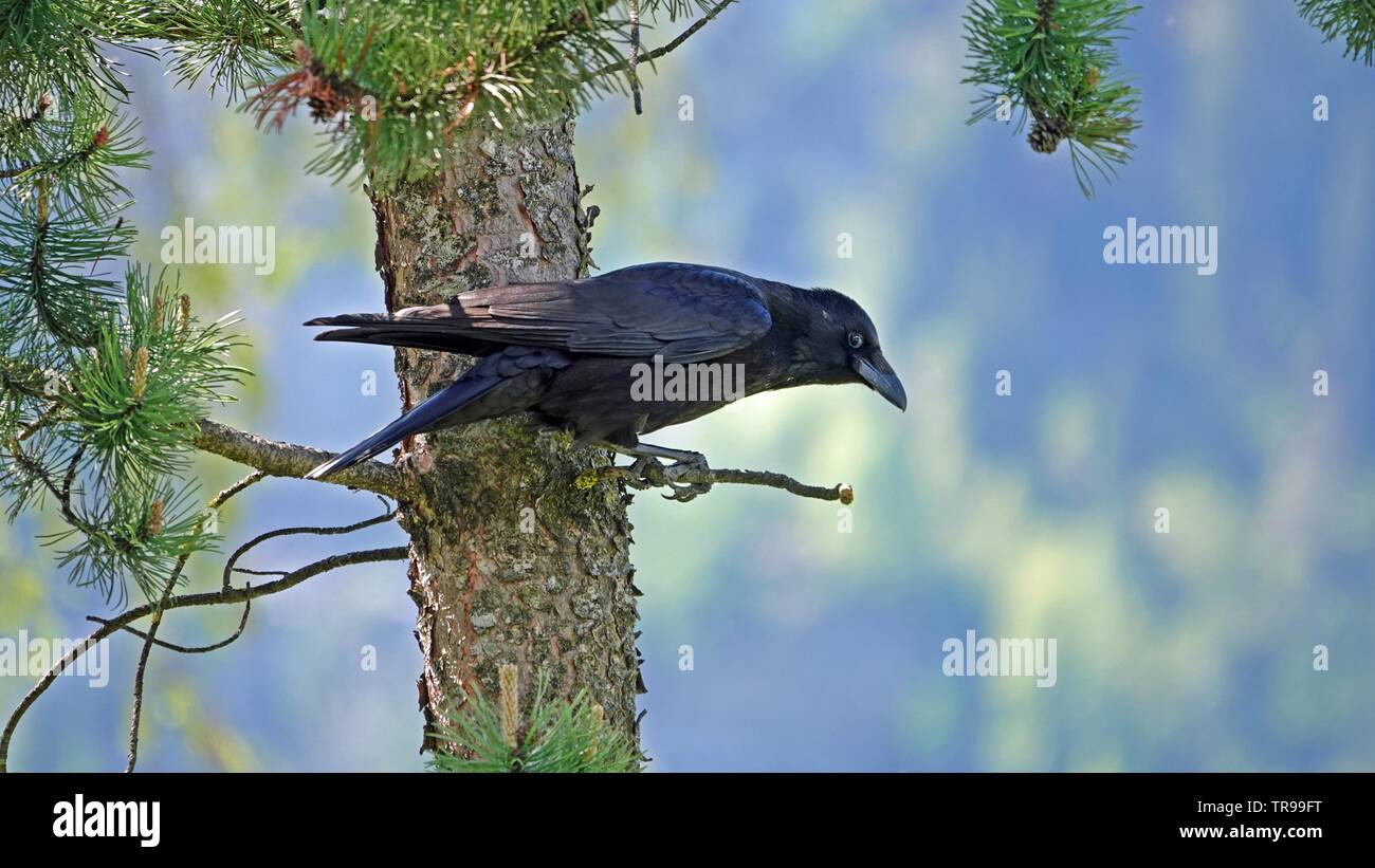 Raven with prey hi-res stock photography and images - Alamy