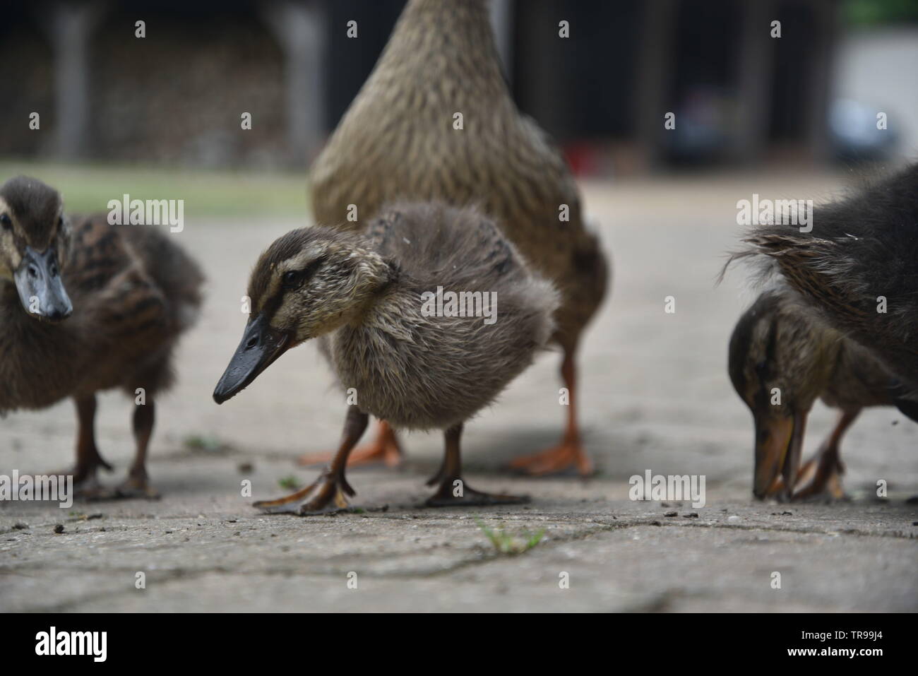 Mother duck and her ducklings Stock Photo - Alamy