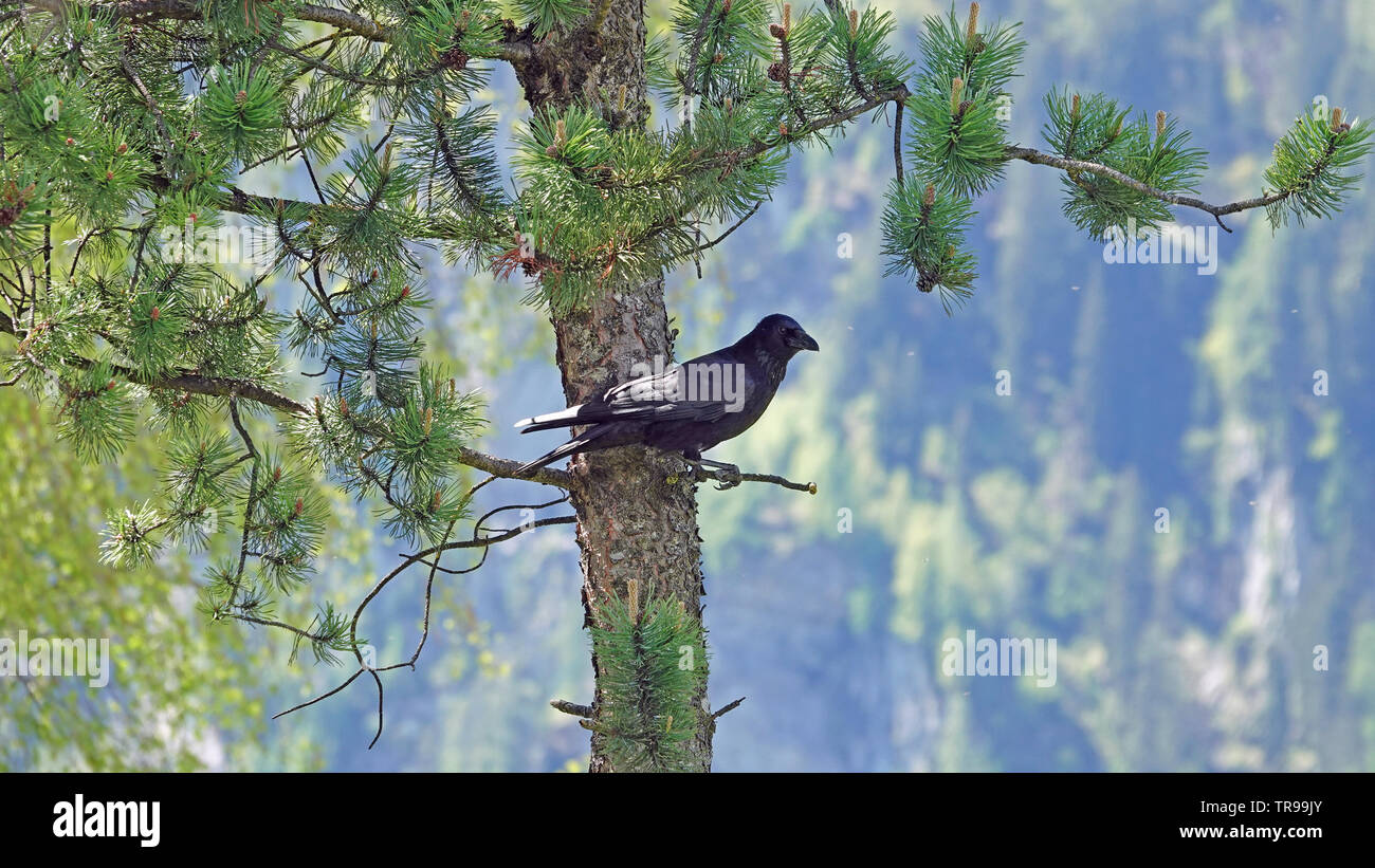 Raven with prey hi-res stock photography and images - Alamy