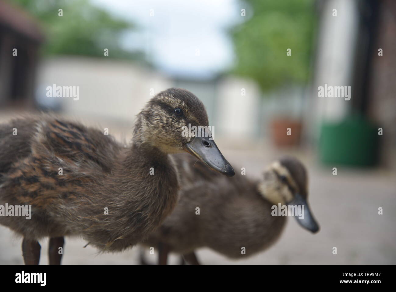 Mother duck and her ducklings Stock Photo - Alamy