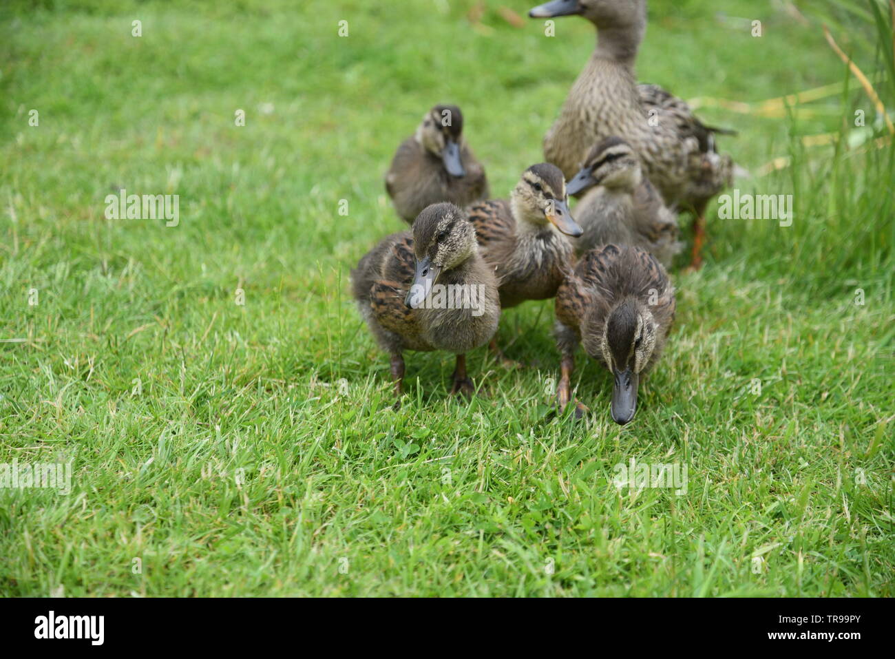 Duck and ducklings walking hi-res stock photography and images - Alamy