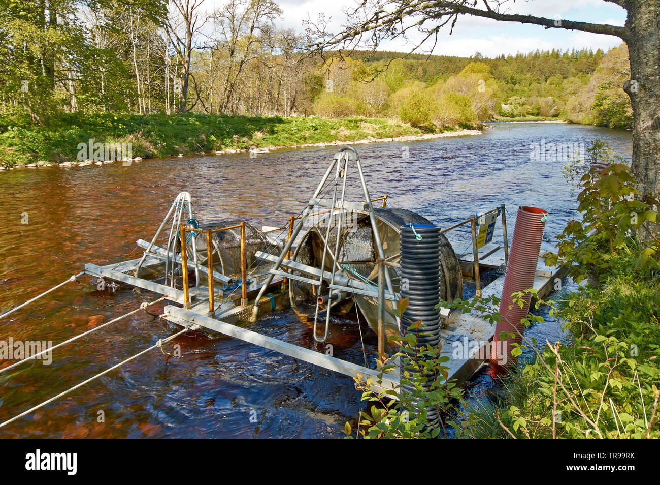Smolt hi-res stock photography and images - Alamy
