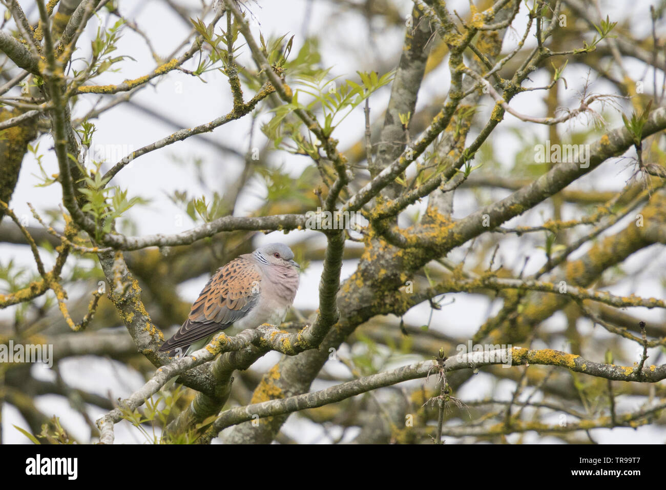 Ash dove hi-res stock photography and images - Alamy