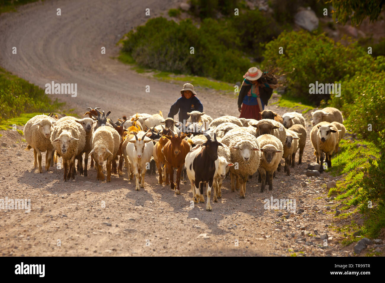 Sheep and their sheppard at Colca Canyon,Peru Stock Photo - Alamy
