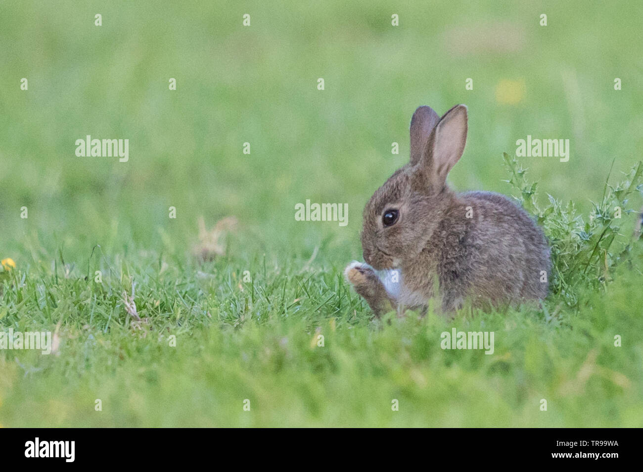 Foot cleaning Bunny Rabbit Stock Photo - Alamy