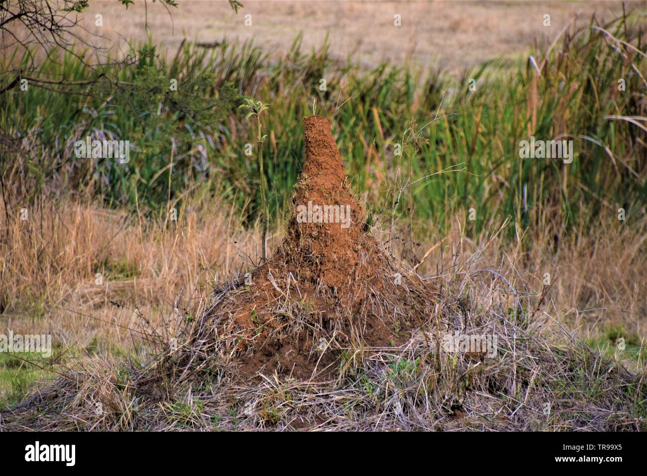 Large termite mound in an African savannah, Zimbabwe Stock Photo - Alamy