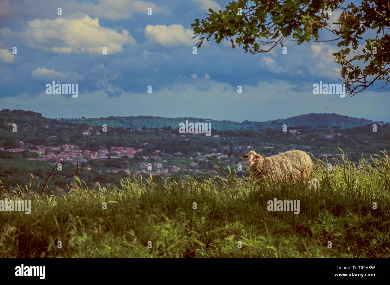 Sheep grass rome hi-res stock photography and images - Alamy