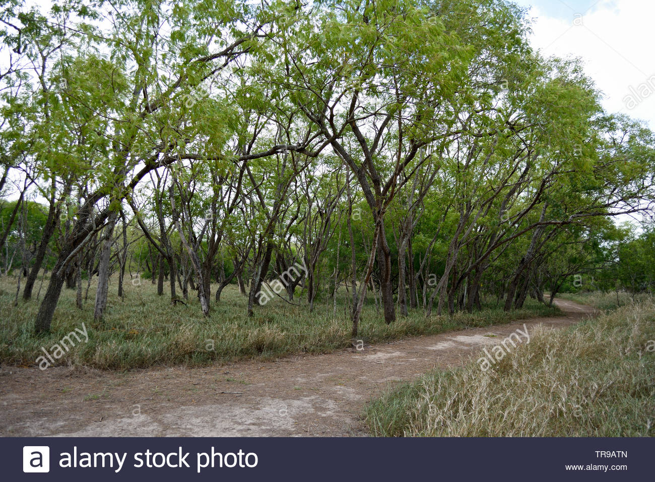 Humid Subtropical Climate Stock Photos & Humid Subtropical Climate ...