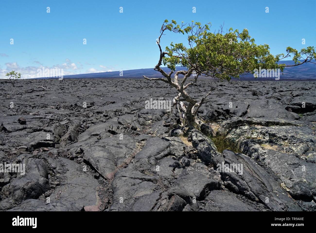 Amazing lava fields in between Mauna Kea and Mauna Loa volcanoes on the ...