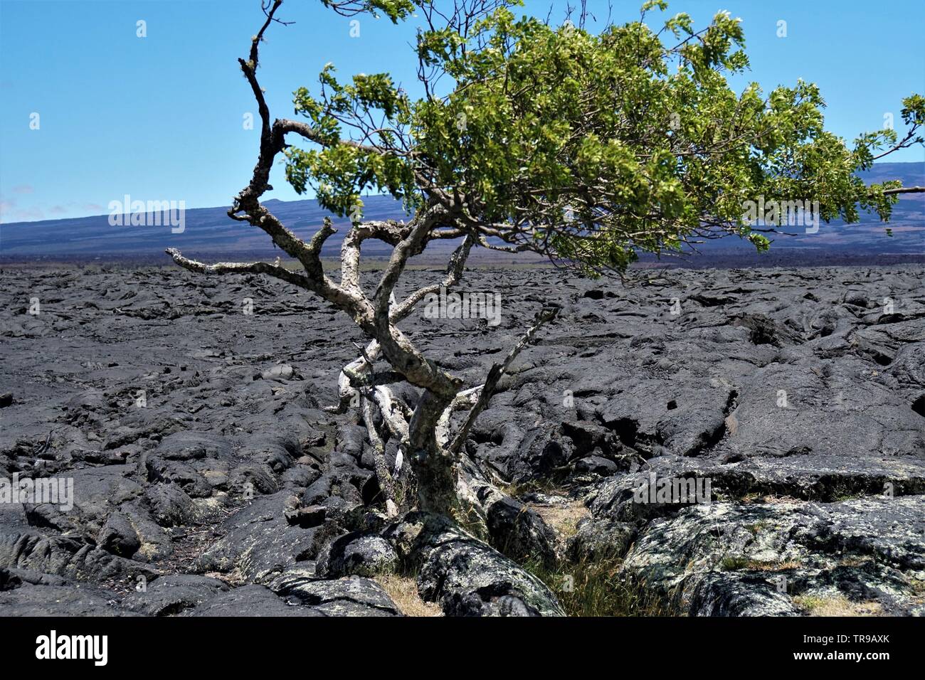 Mauna loa volcano and lava field hi-res stock photography and images ...