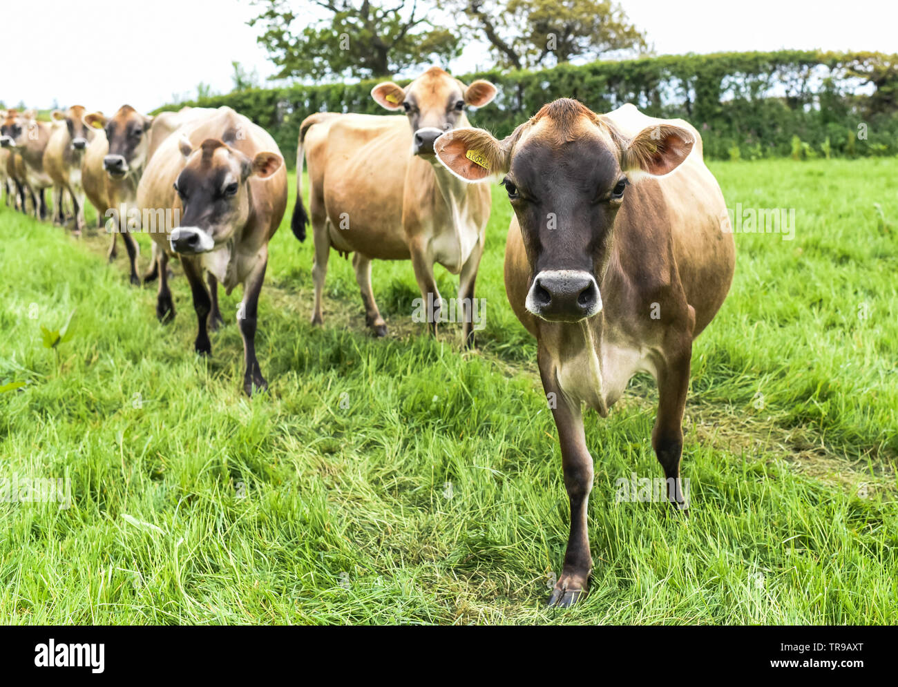 Jersy cows and calves Stock Photo - Alamy