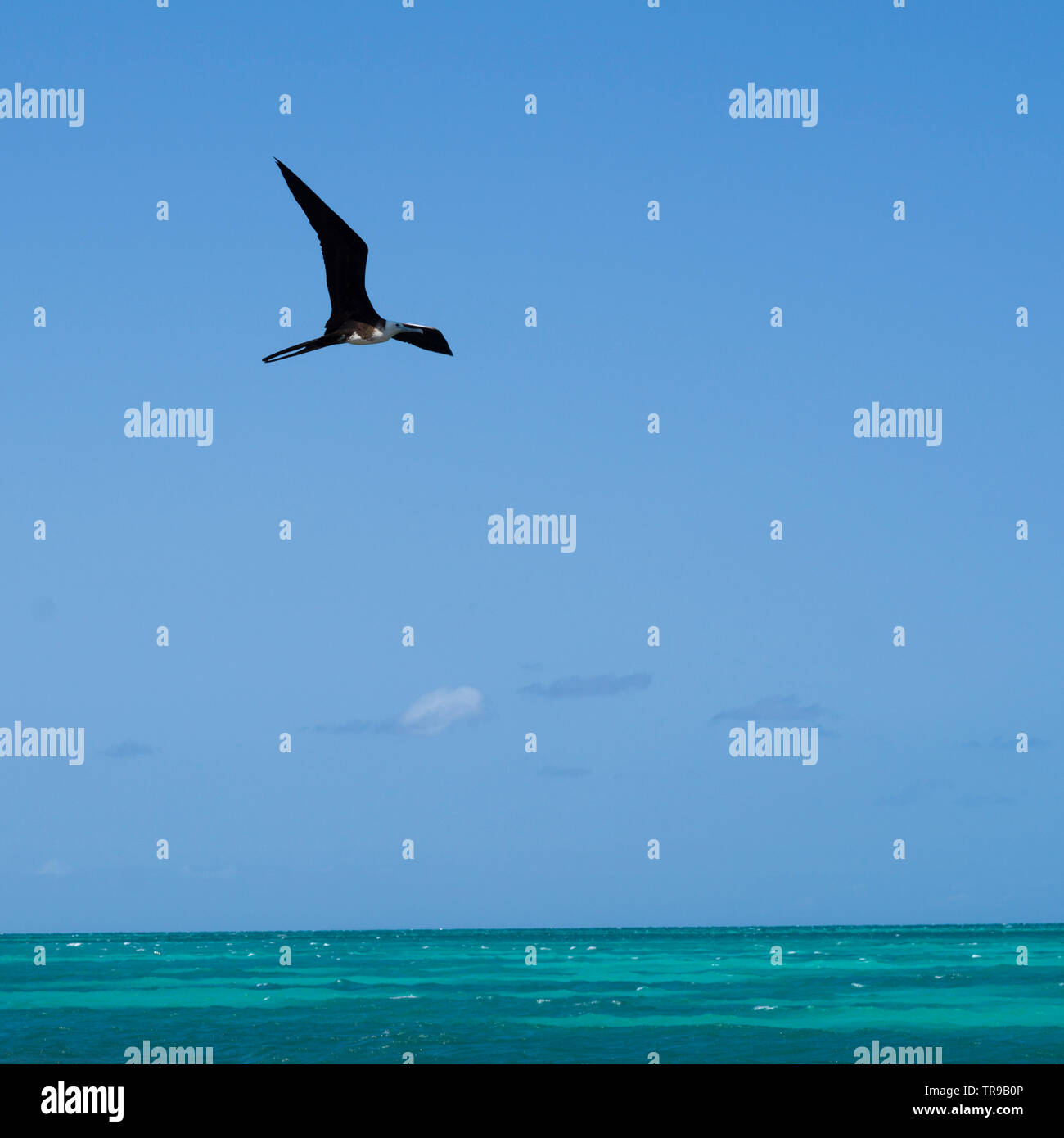 Frigatebird flying over Caribbean Sea, Half Moon Caye, Lighthouse Reef ...