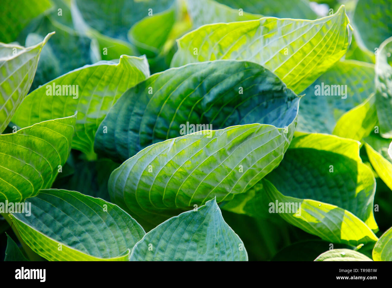 Hosta structure hi-res stock photography and images - Alamy
