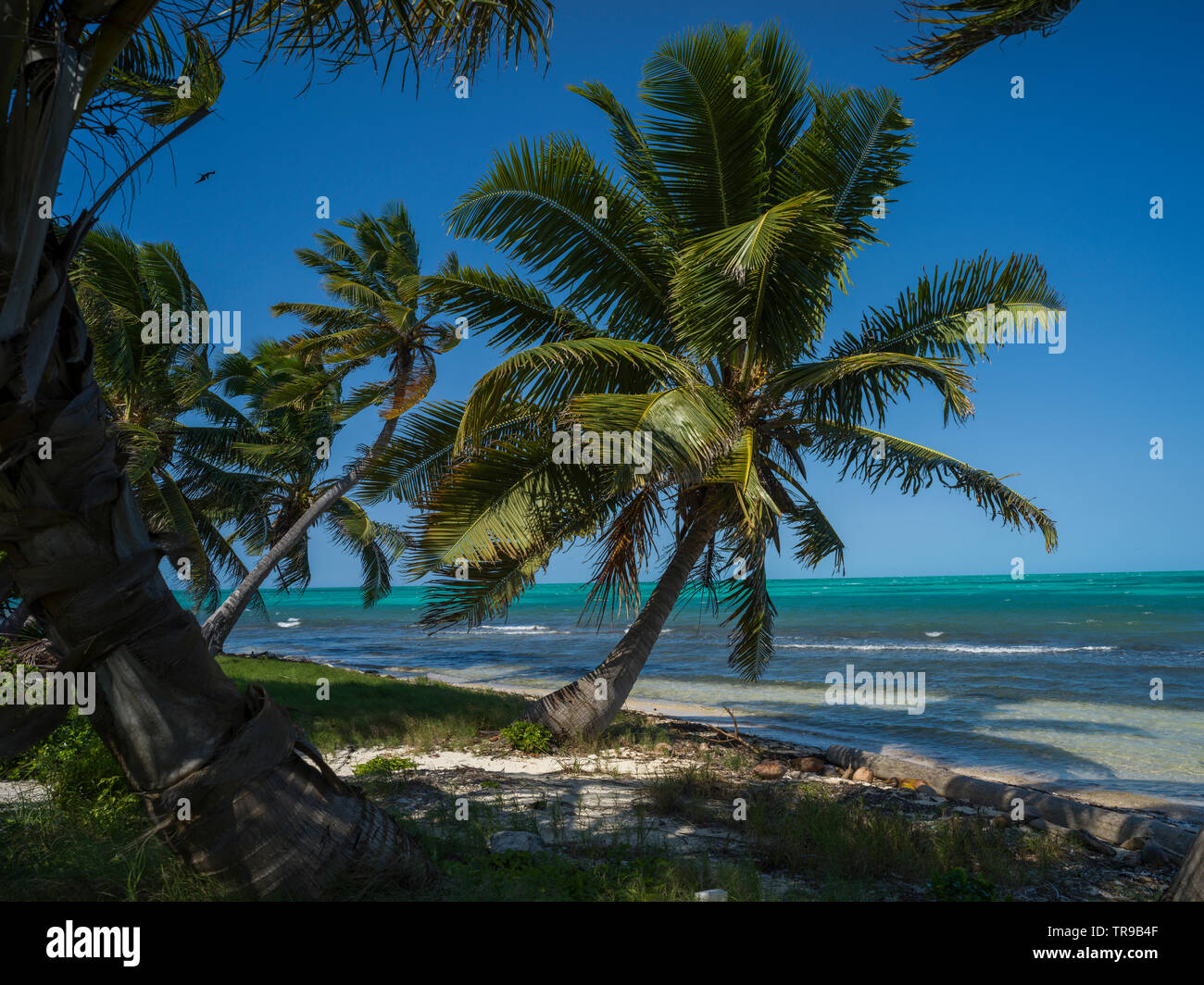 Palm trees swaying on the beach, Half Moon Caye, Lighthouse Reef Atoll ...