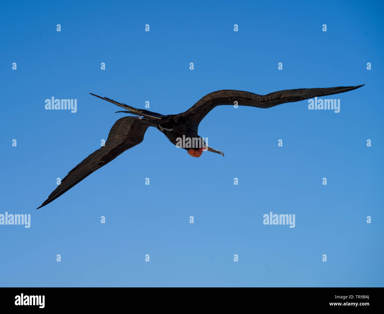 Frigatebird flying in the sky, Half Moon Caye, Lighthouse Reef Atoll ...