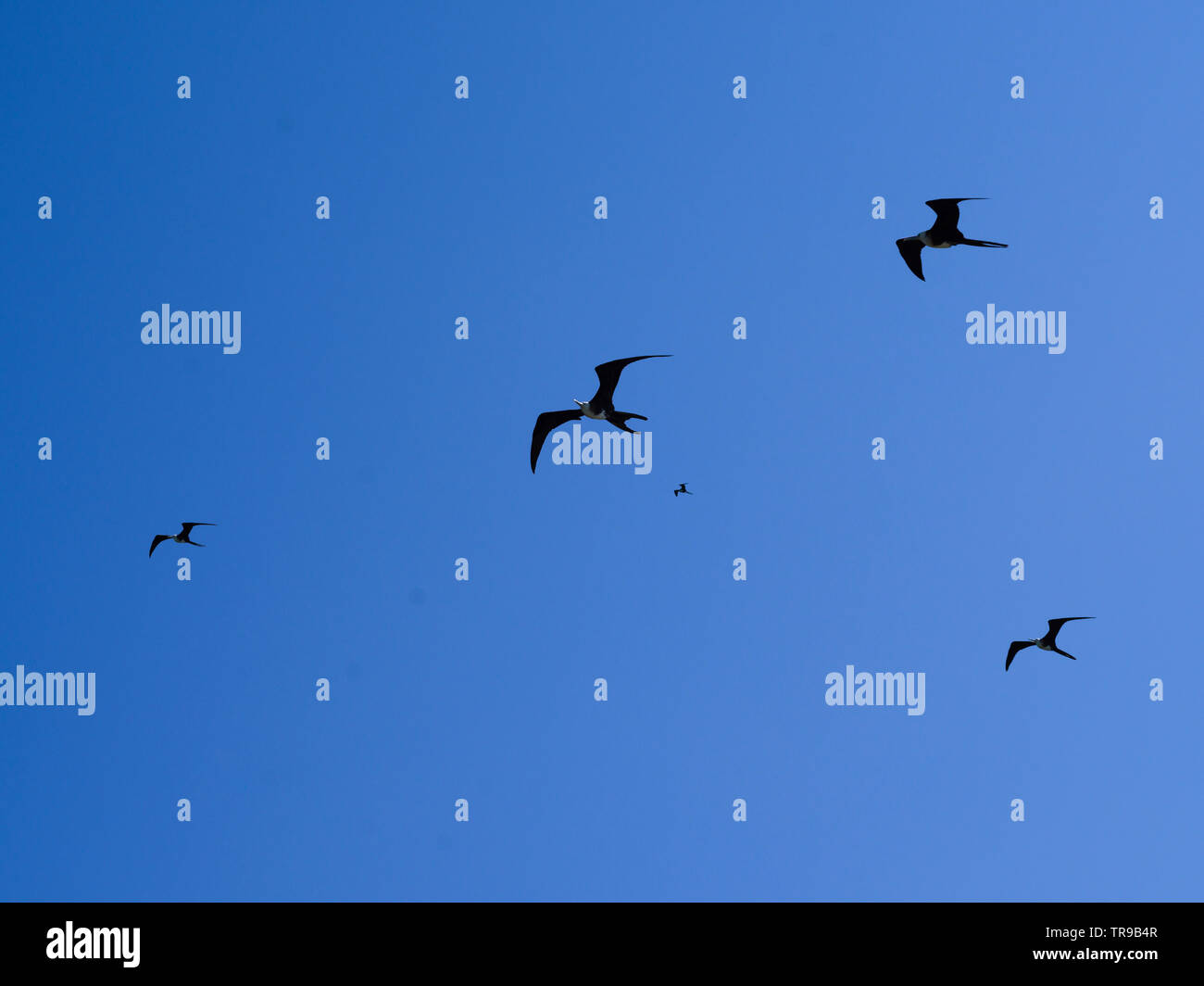 Frigatebirds flying in the sky, Half Moon Caye, Lighthouse Reef Atoll ...