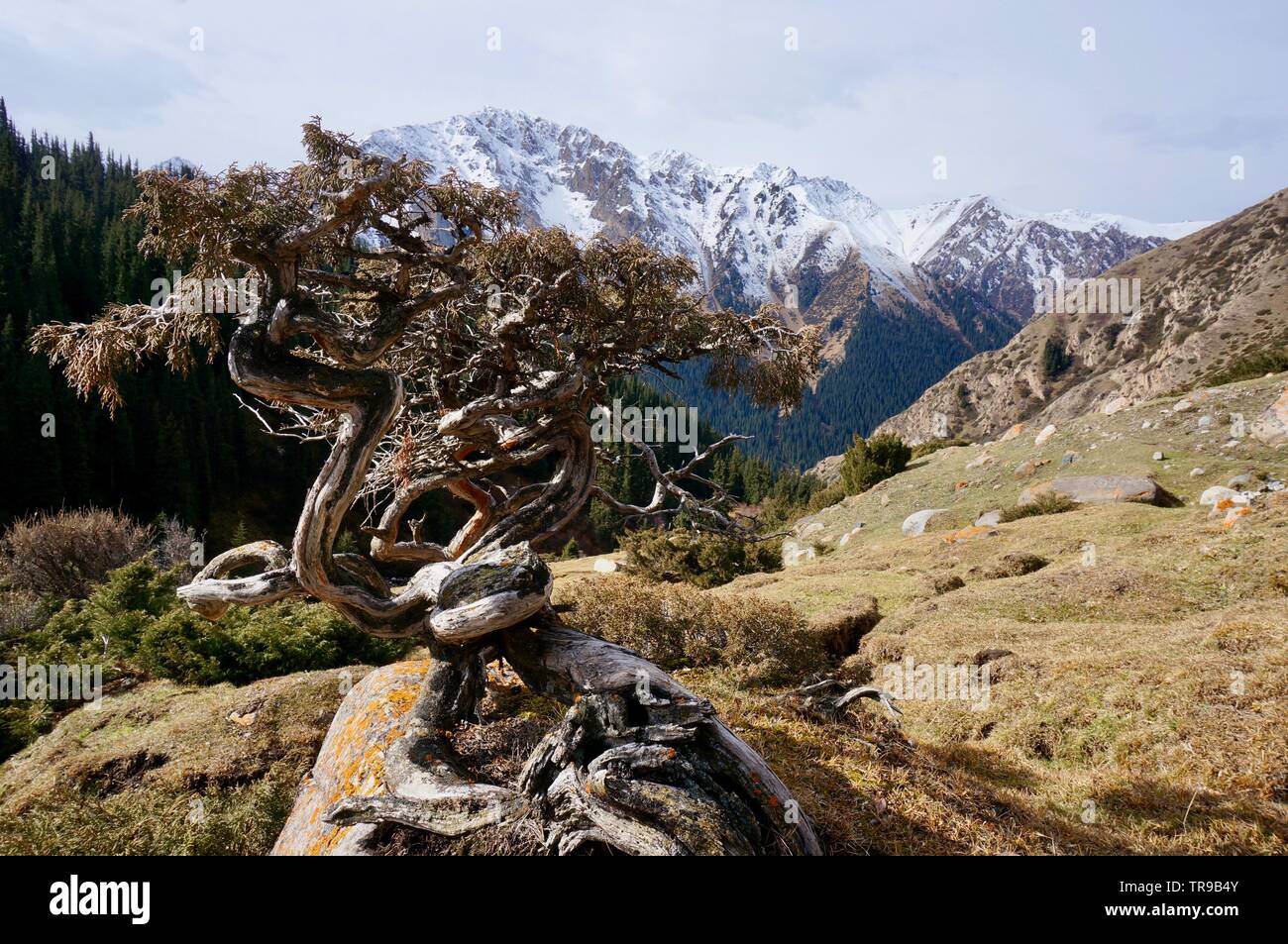 Twisted tree hi-res stock photography and images - Alamy