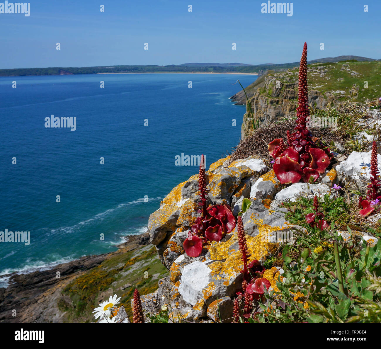 Unusual plant hi-res stock photography and images - Alamy