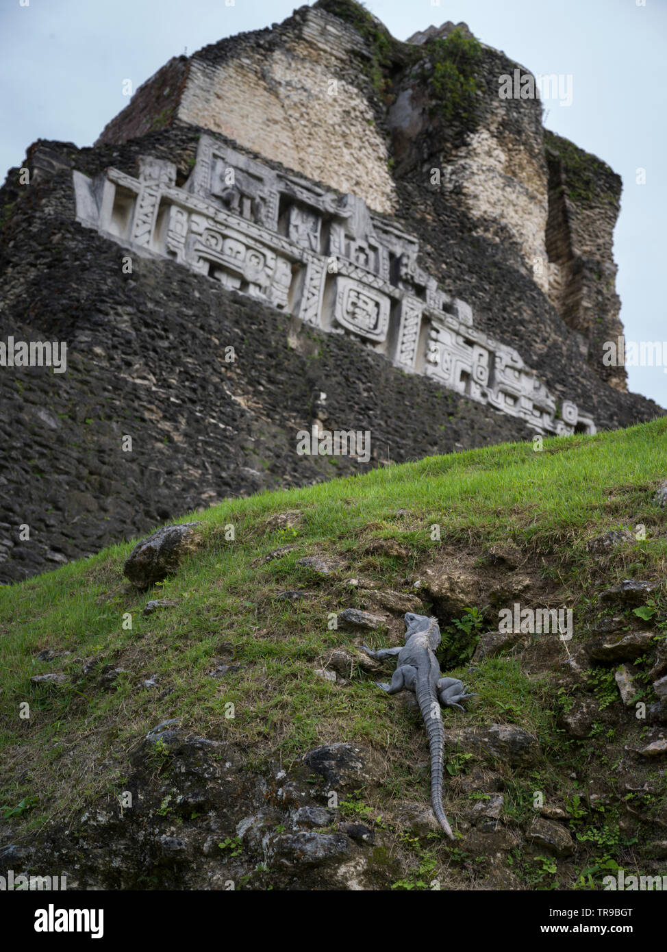 Low angle view of iguana climbing mound near pyramid, Ancient Mayan ...